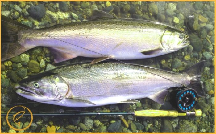 BC Fishing - Stamp River Coho Fishing Producing Great Results - Murphy ...
