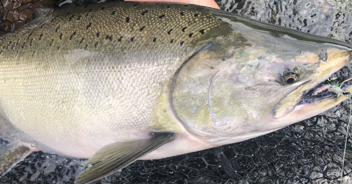 Vancouver Island BC Fishing Lodge - Stamp River Chinook and Coho now ...