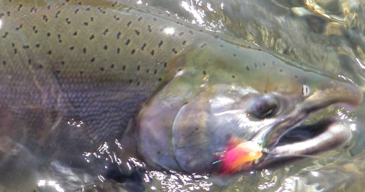 Stamp River Salmon and Steelhead Fishing - Fly or Gear