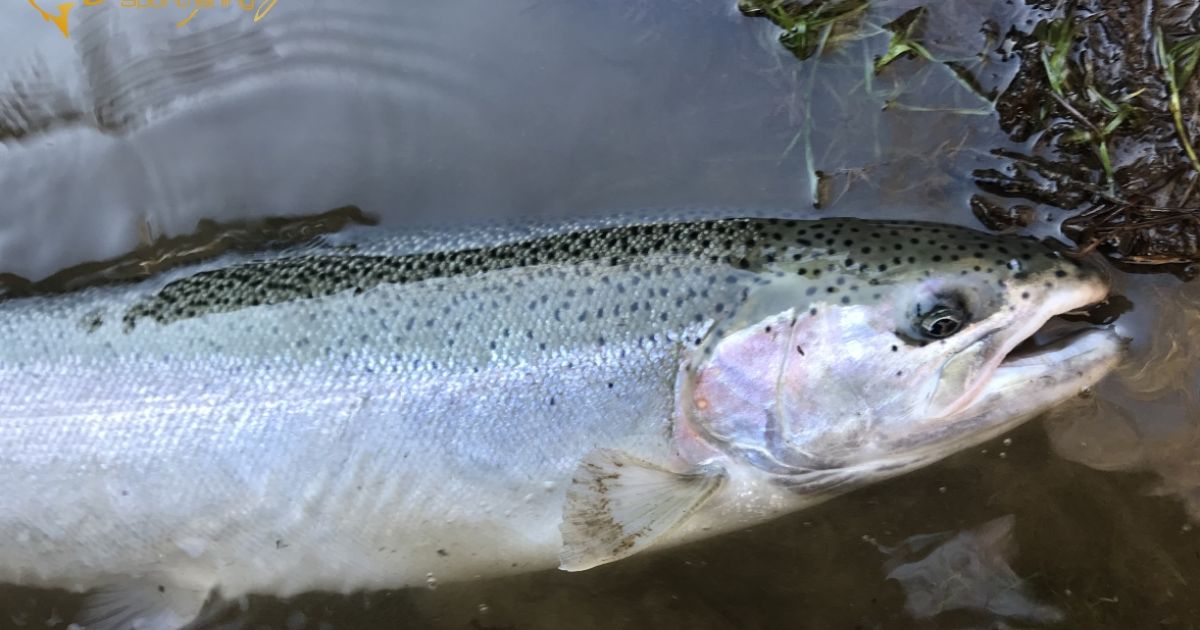 Vancouver Island BC Fishing Lodge - Winter Steelhead Fishing Report Dec ...