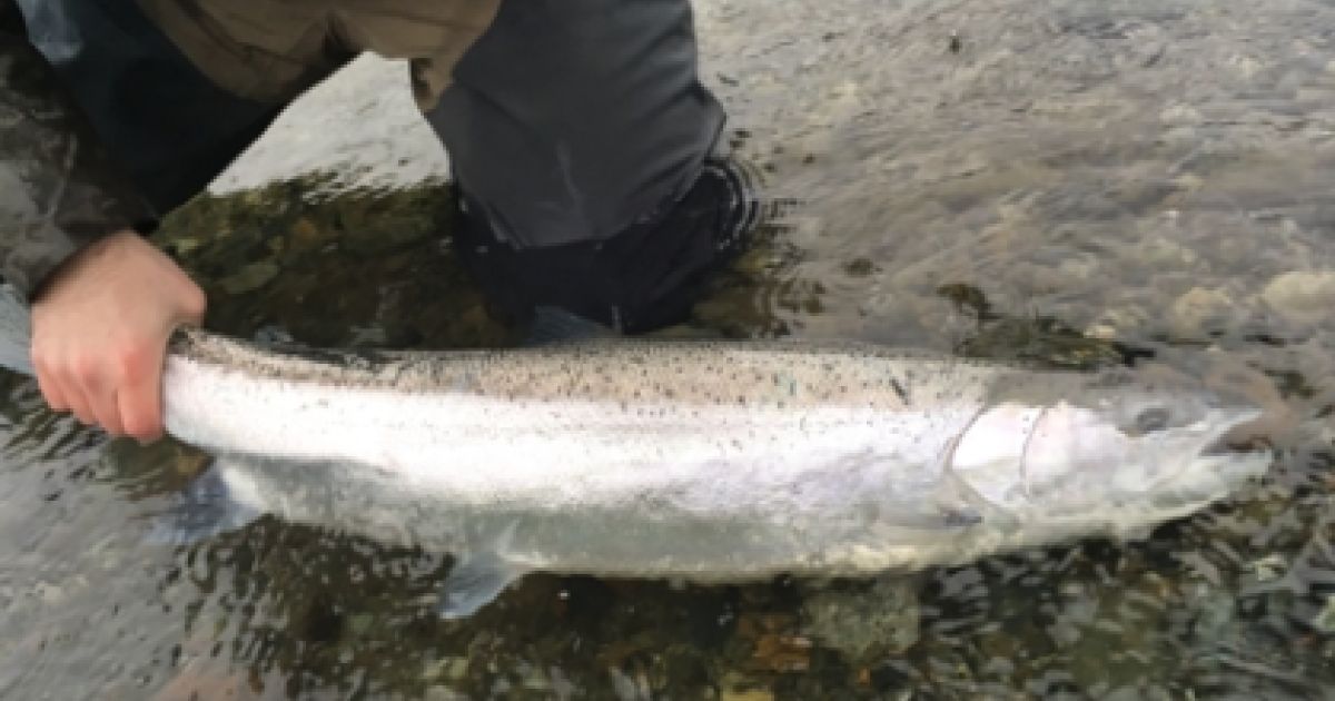 Vancouver Island BC Fishing Lodge - Stamp River Winter Steelhead Report ...