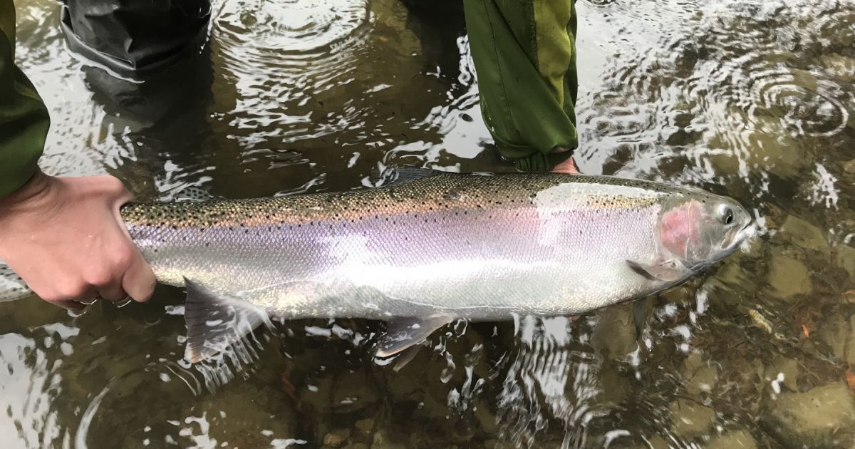 Vancouver Island BC Fishing Lodge - Stamp River Winter Steelhead Report ...